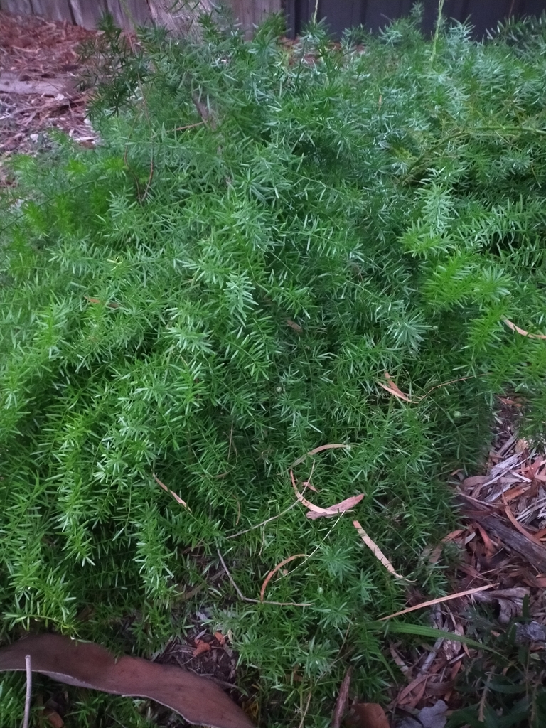 African Asparagus from Ballajura WA 6066, Australia on May 7, 2023 at ...