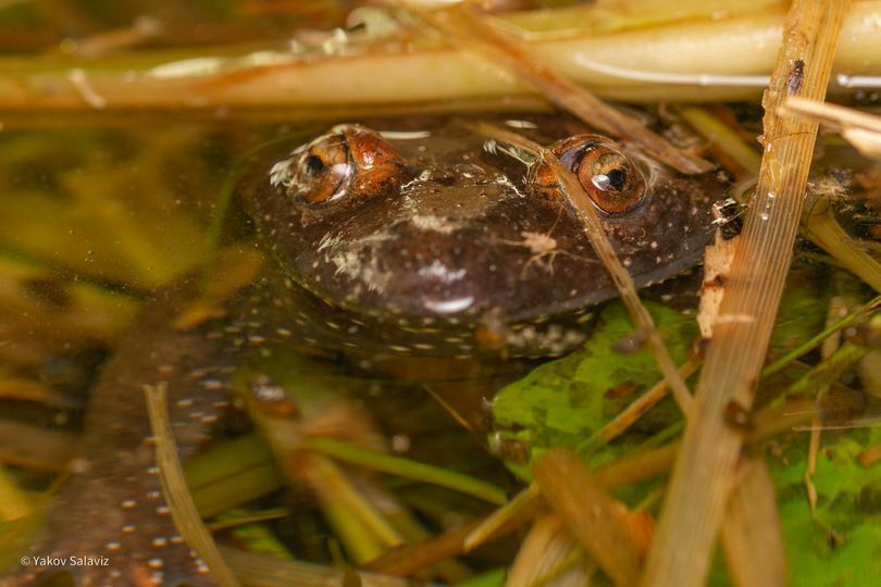 Hula Painted Frog in May 2023 by yakov_salaviz · iNaturalist