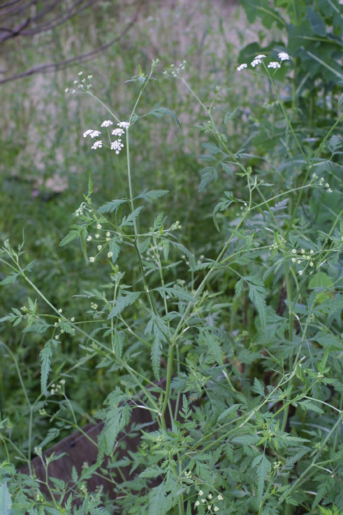 Common Hedge Parsley (Invasive Exotic Plants of North Carolina ...