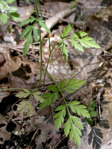 Common Hedge Parsley (Invasive Exotic Plants of North Carolina ...