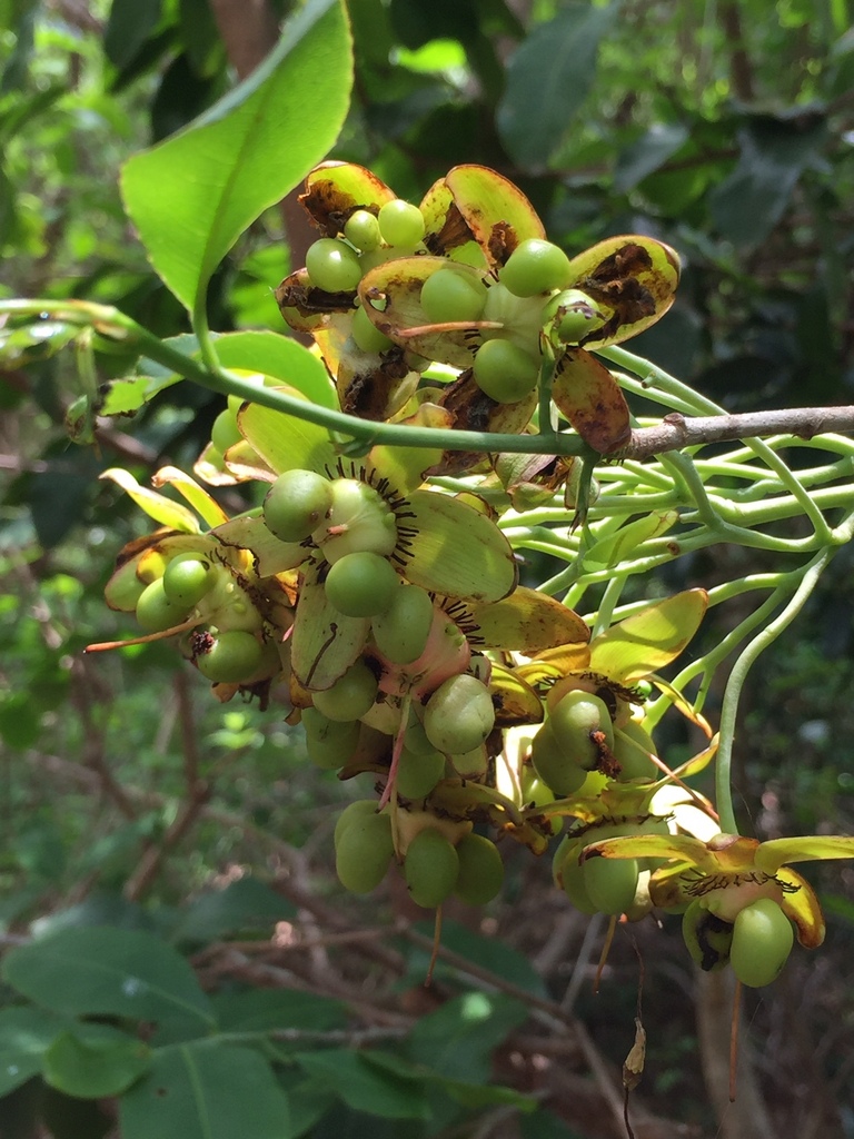 (Ochna obtusata) - Botanical Realm