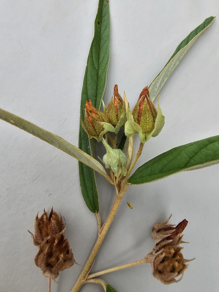 (Melhania randii) - Botanical Realm