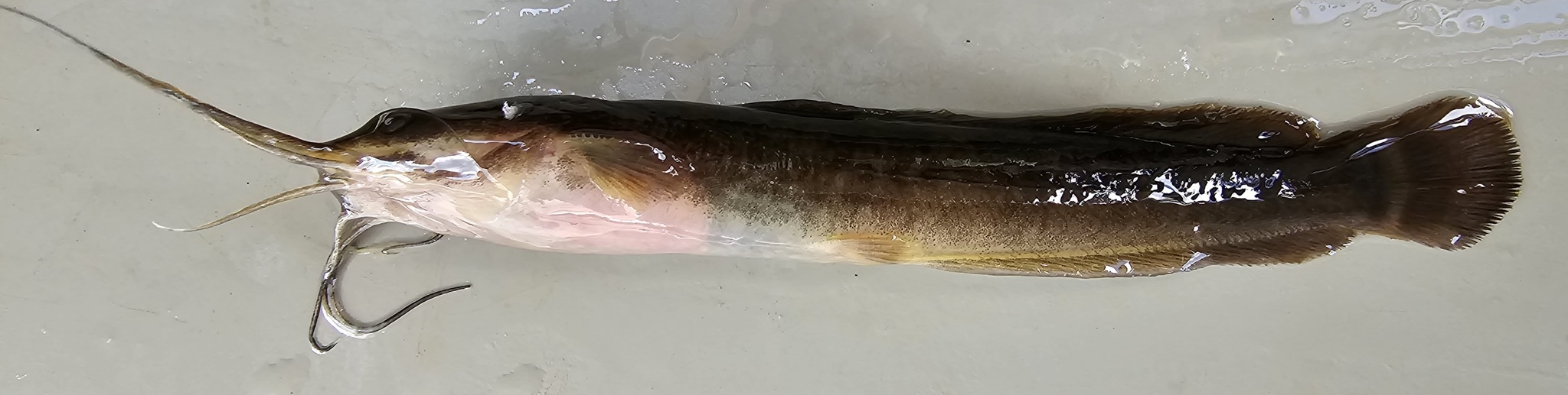 Clarias gariepinus (Burchell, 1822)