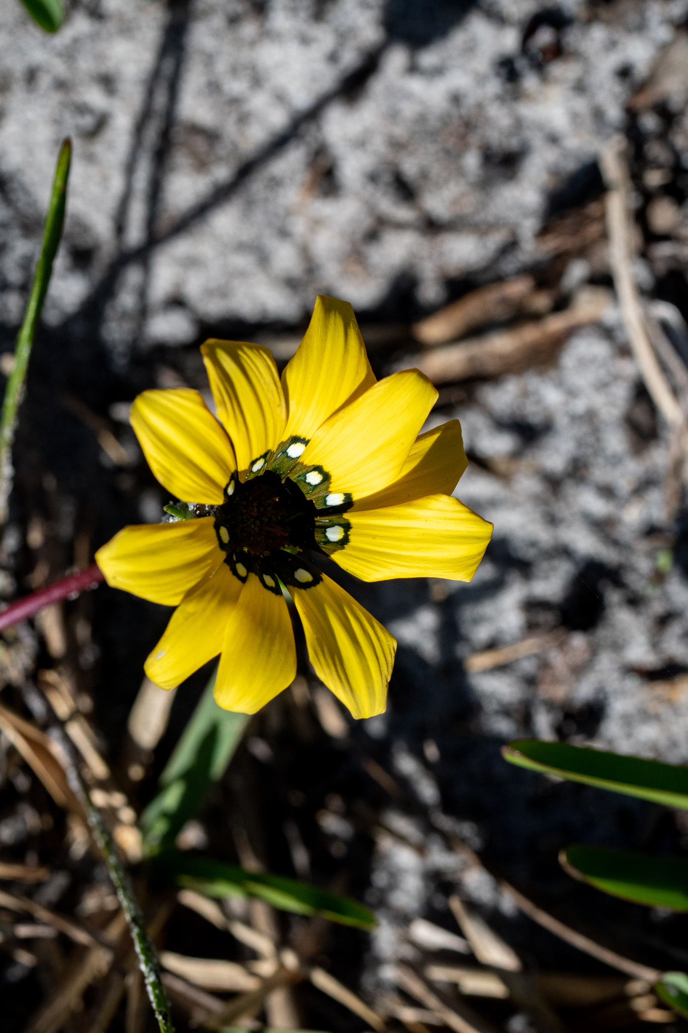 Gazania pectinata (Thunb.) Hartw.