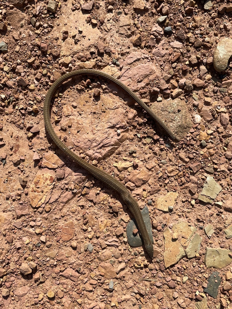Cape Snake Lizard from Thaba Chweu, Sabie, MP, ZA on May 7, 2023 at 11: ...