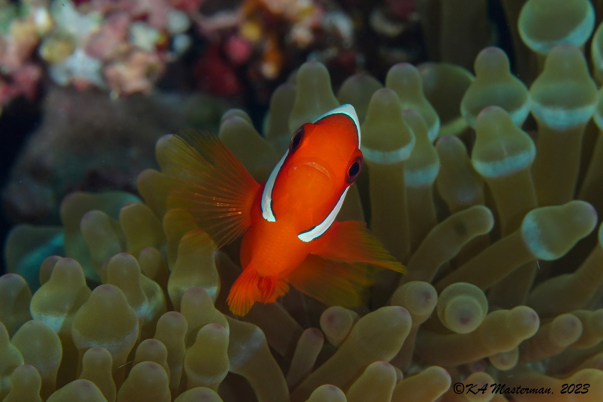 Amphiprion frenatus Brevoort, 1856