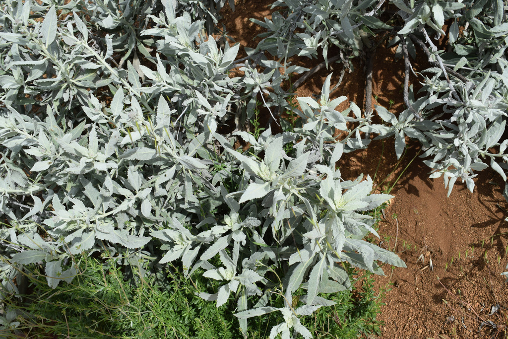 Woolly Yerba Santa from Pinnacles National Park, CA, USA on May 06 ...
