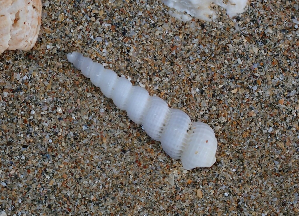 Amaea arabica from Dundowran Beach QLD 4655, Australia on May 6, 2023 ...