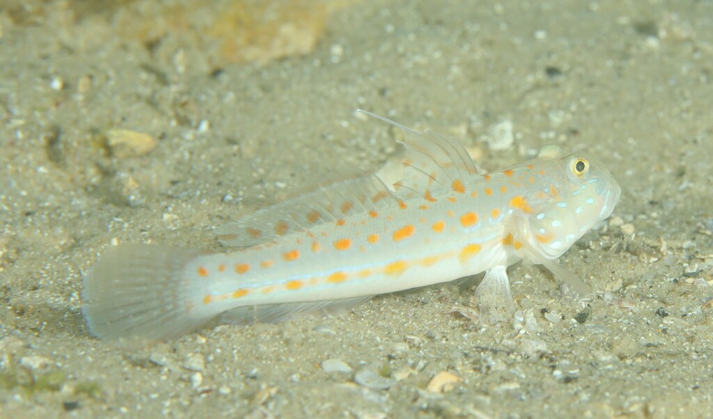 Orange-dashed Goby from 1 Bower Ln, Manly NSW 2095, Australia on May 7 ...