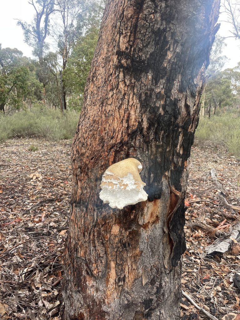 white punk from Lol Gray, Williams, WA, AU on May 6, 2023 at 01:51 PM ...