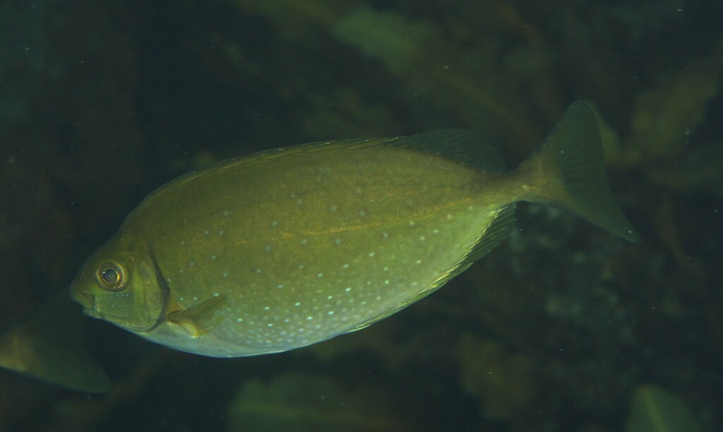 Black Rabbitfish from Cabbage Tree Bay Aquatic reserve on May 7, 2023 ...