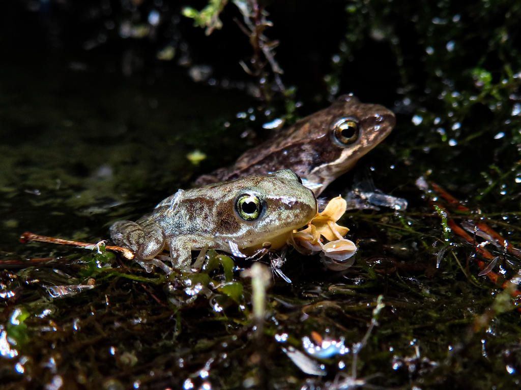 Japanese Brown Frog from Район Аоба, Сендай, Мияги, Япония on July 01 ...