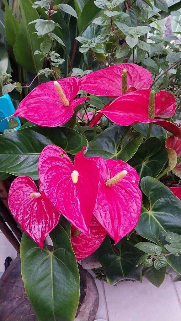 painter's-palette from Onrus River, Onrus, 7201, South Africa on April ...