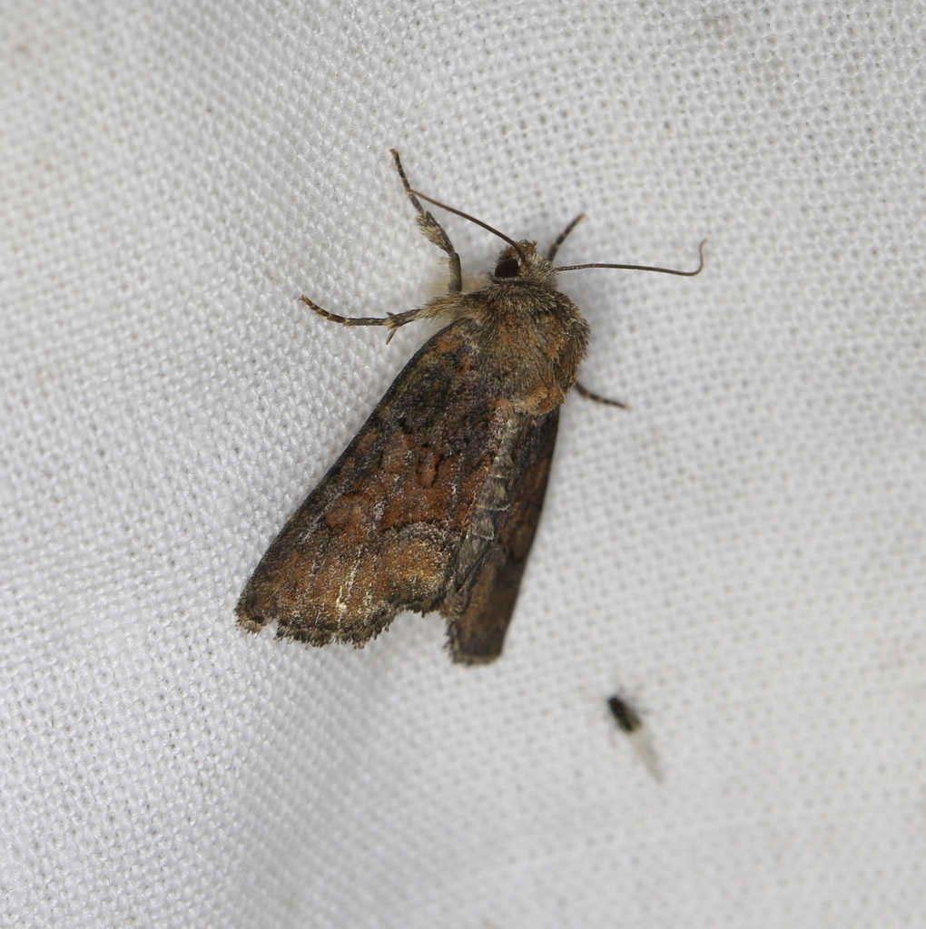 Oligia strigilis from Gårdby, Sweden on June 22, 2021 at 01:43 AM by ...