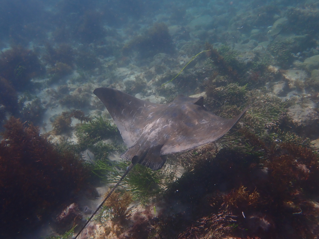 New Zealand Eagle Ray from Sugarloaf Bay, Seal Rocks, NSW, AU on May 06 ...