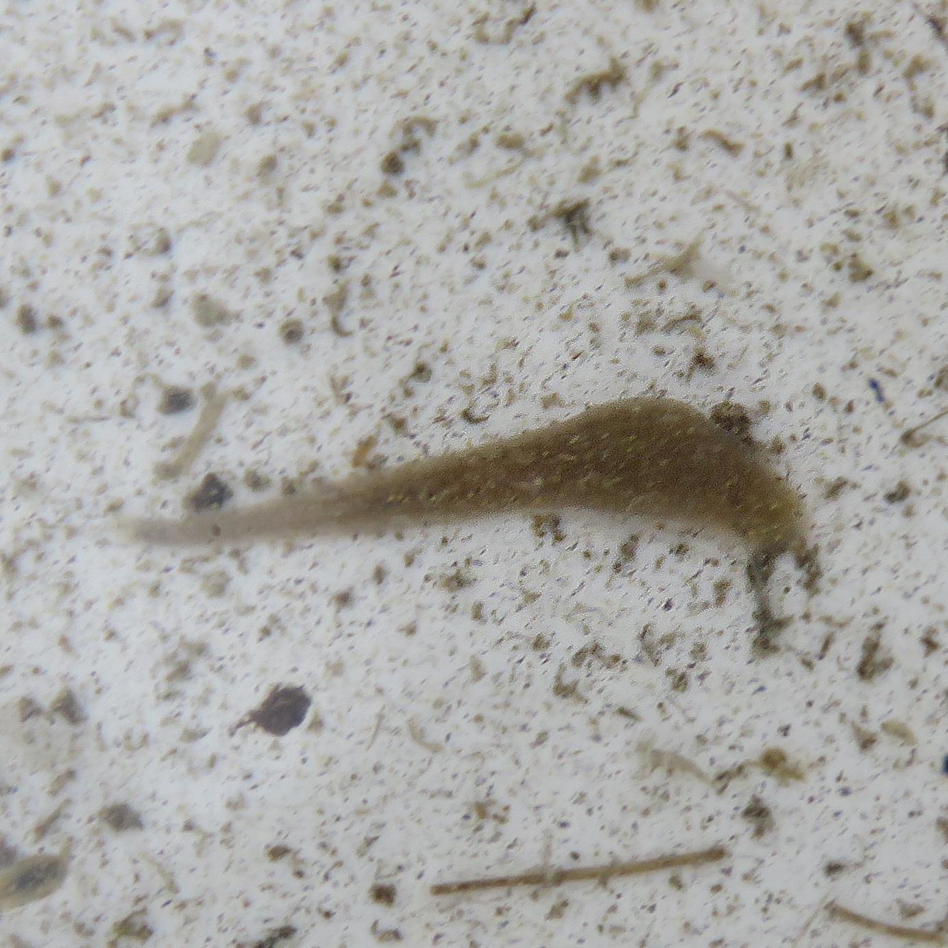 Helobdella stagnalis (Linnaeus, 1758)