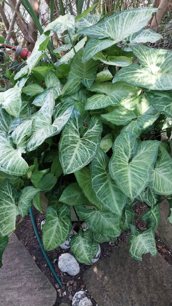 Aroideae from Onrus River, Onrus, 7201, South Africa on April 28, 2023 ...