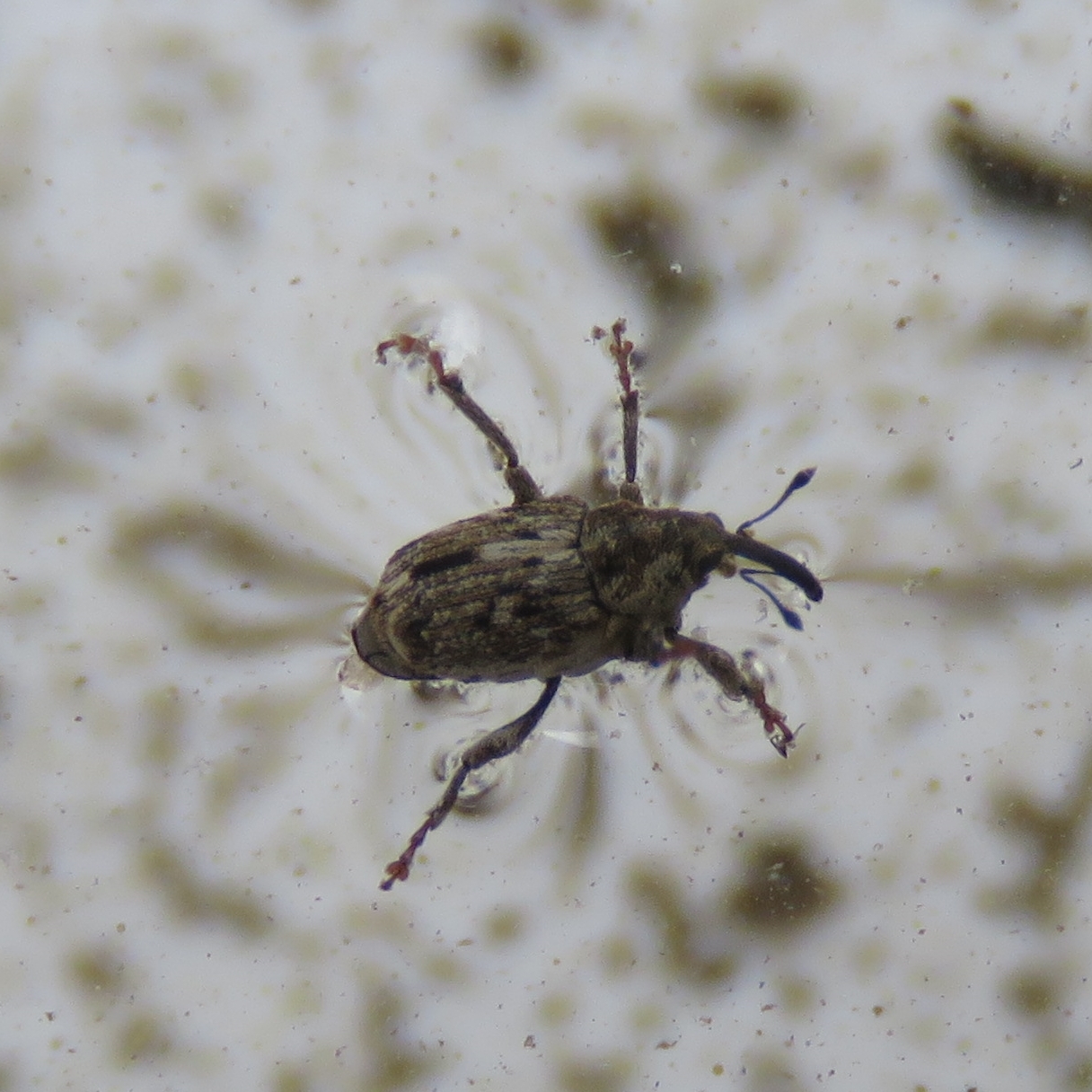 Datonychus H.Wagner, 1944