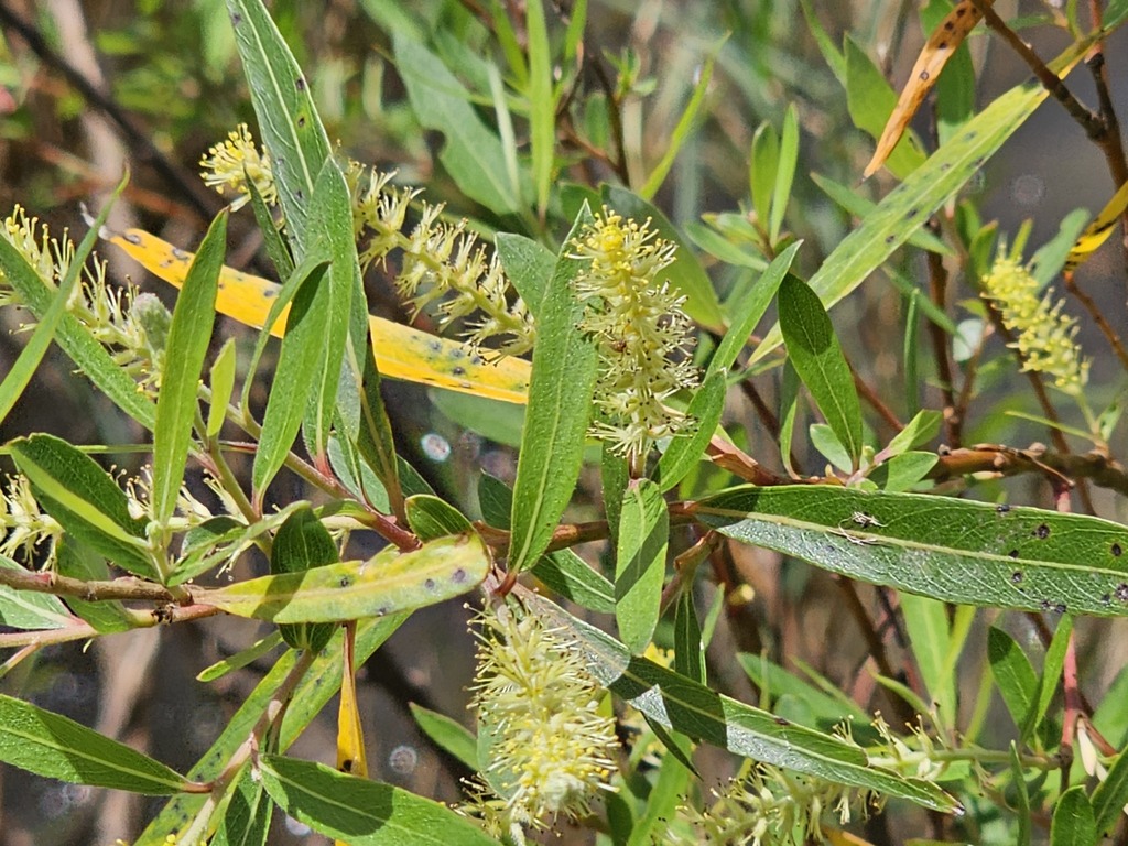 Flute Cape Willow from Gert Sibande District Municipality, South Africa ...