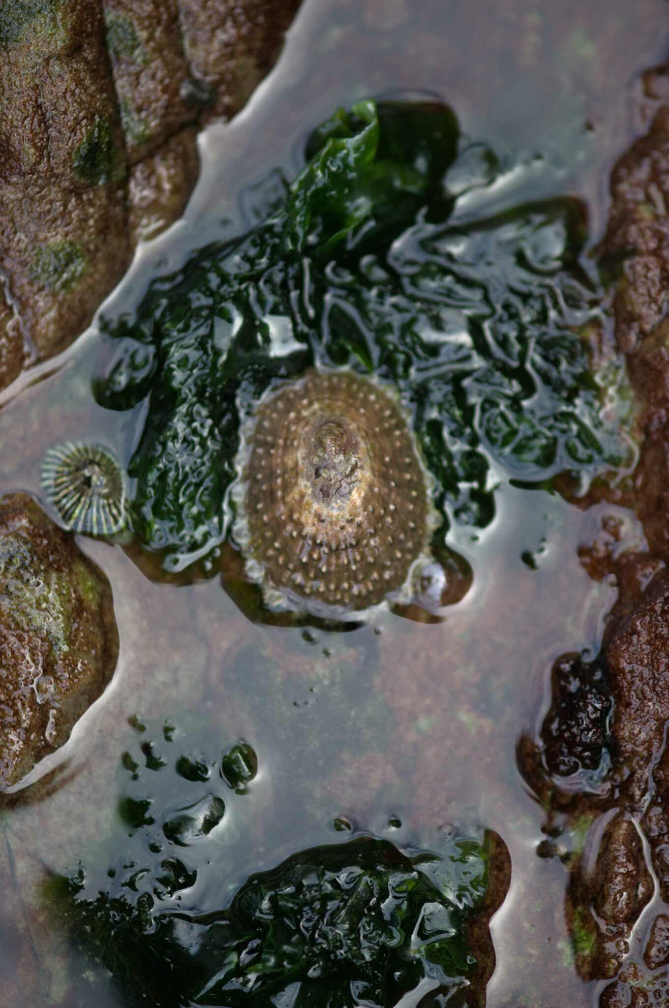 Scutellastra granularis (Linnaeus, 1758)