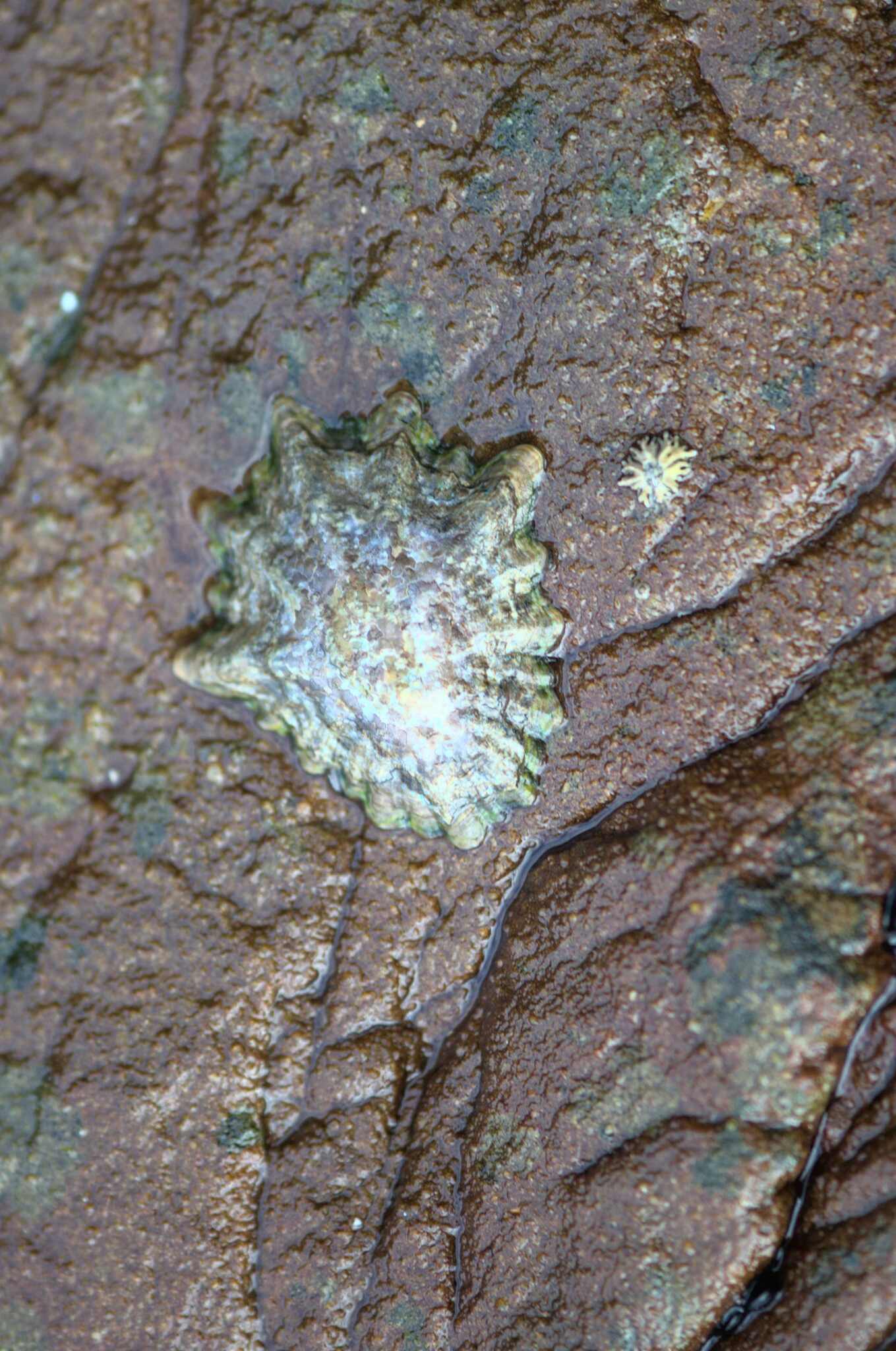 Cymbula oculus (Born, 1778)