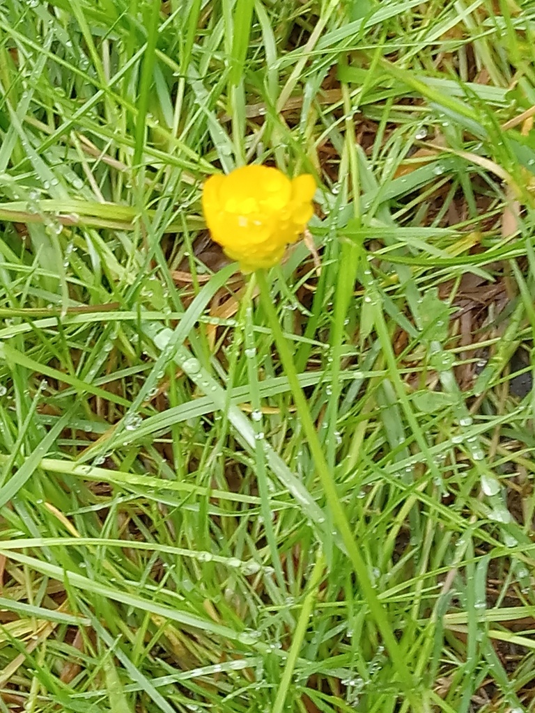 bulbous buttercup from Mantua, VA 22031, USA on April 30, 2023 at 03:49 ...
