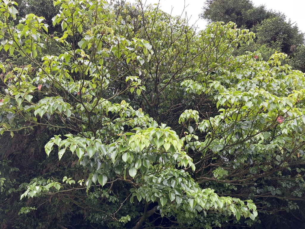 Cartwheel Tree from 台灣台北 on May 7, 2023 at 11:31 AM by Wolli Huang ...