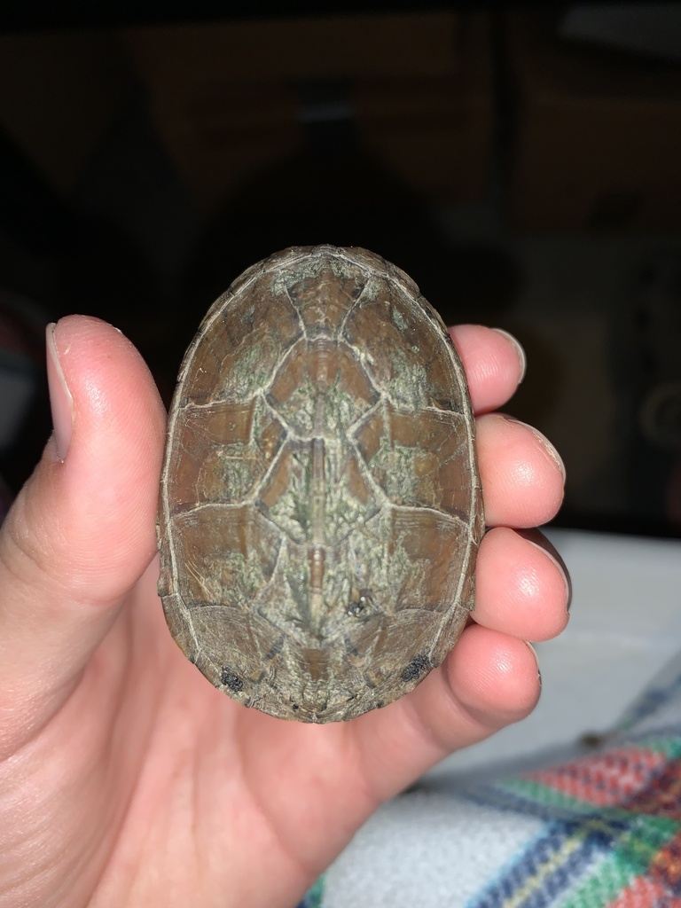 Eastern Musk Turtle in April 2023 by Michael Rice. Richland County, SC ...