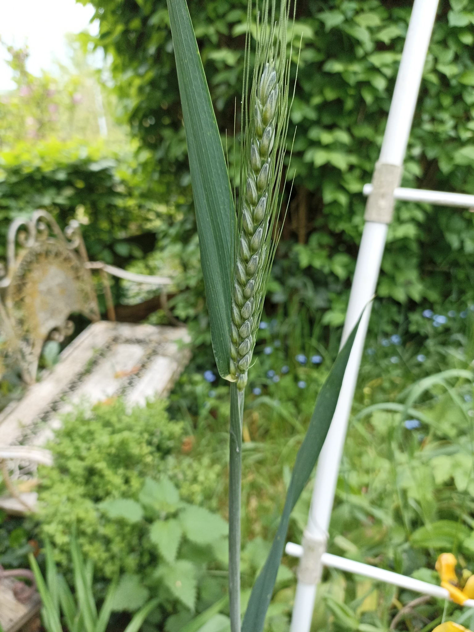 Triticum aestivum L.