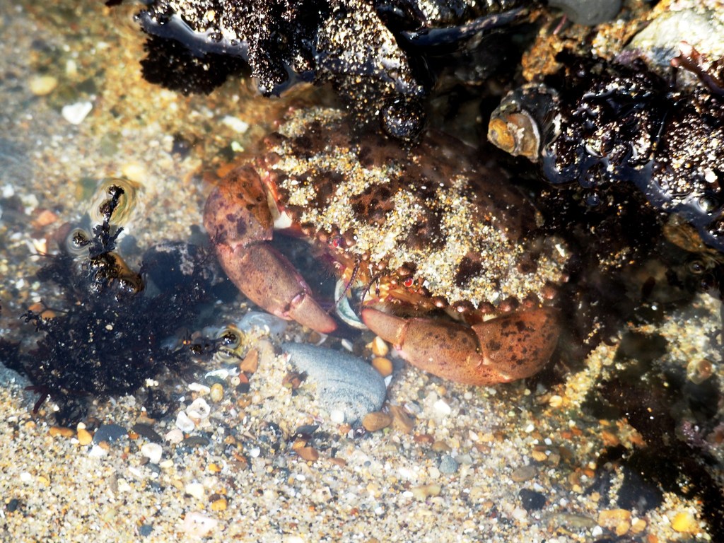 Pacific Rock Crab (China Cove Organisms) · iNaturalist