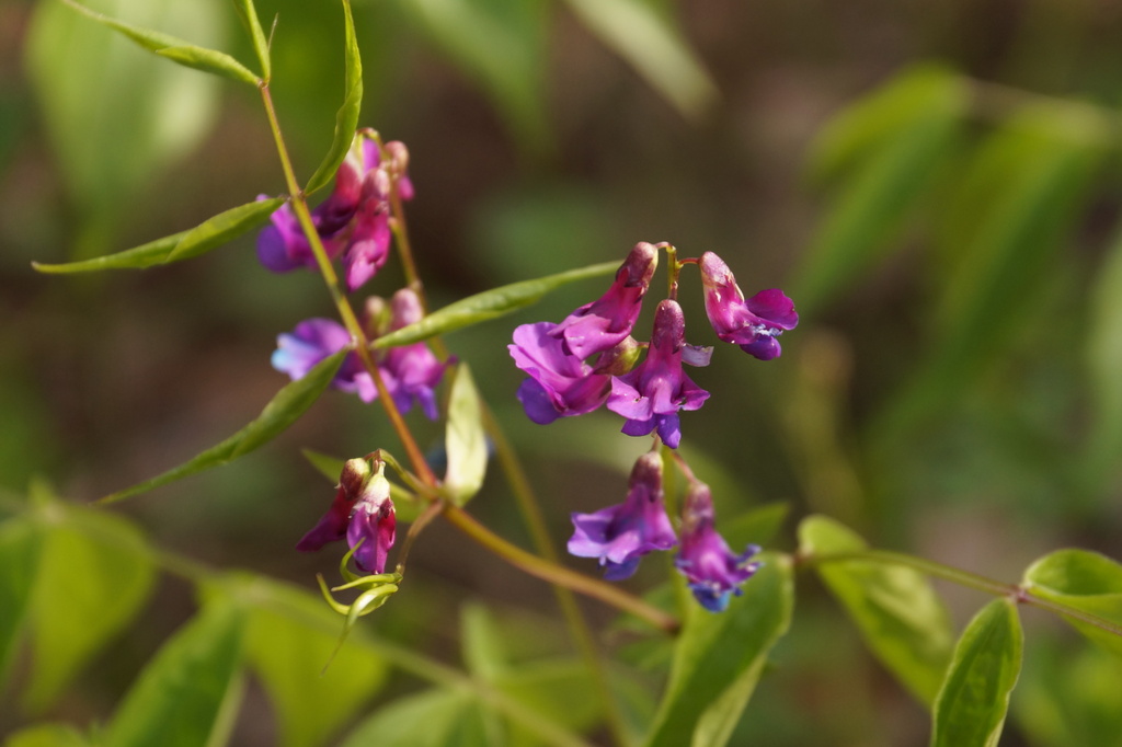 spring vetch from Minsk, BY-MI, BY on May 07, 2023 at 10:51 AM by ...