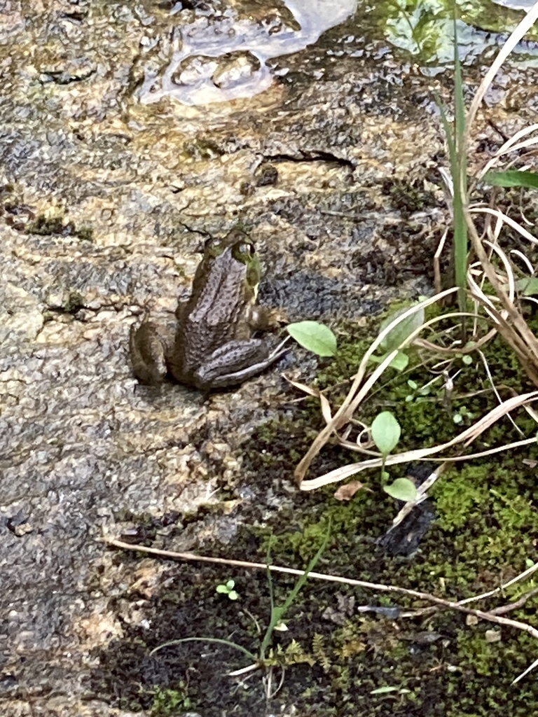 American Bullfrog from Gwinnett Environmental and Heritage Center ...