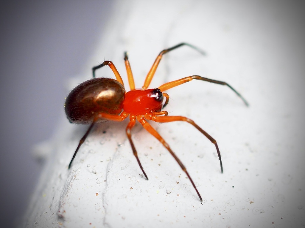 Peatland Sheetweb Weaver from Leisure Village West-Pine Lake Park, NJ ...