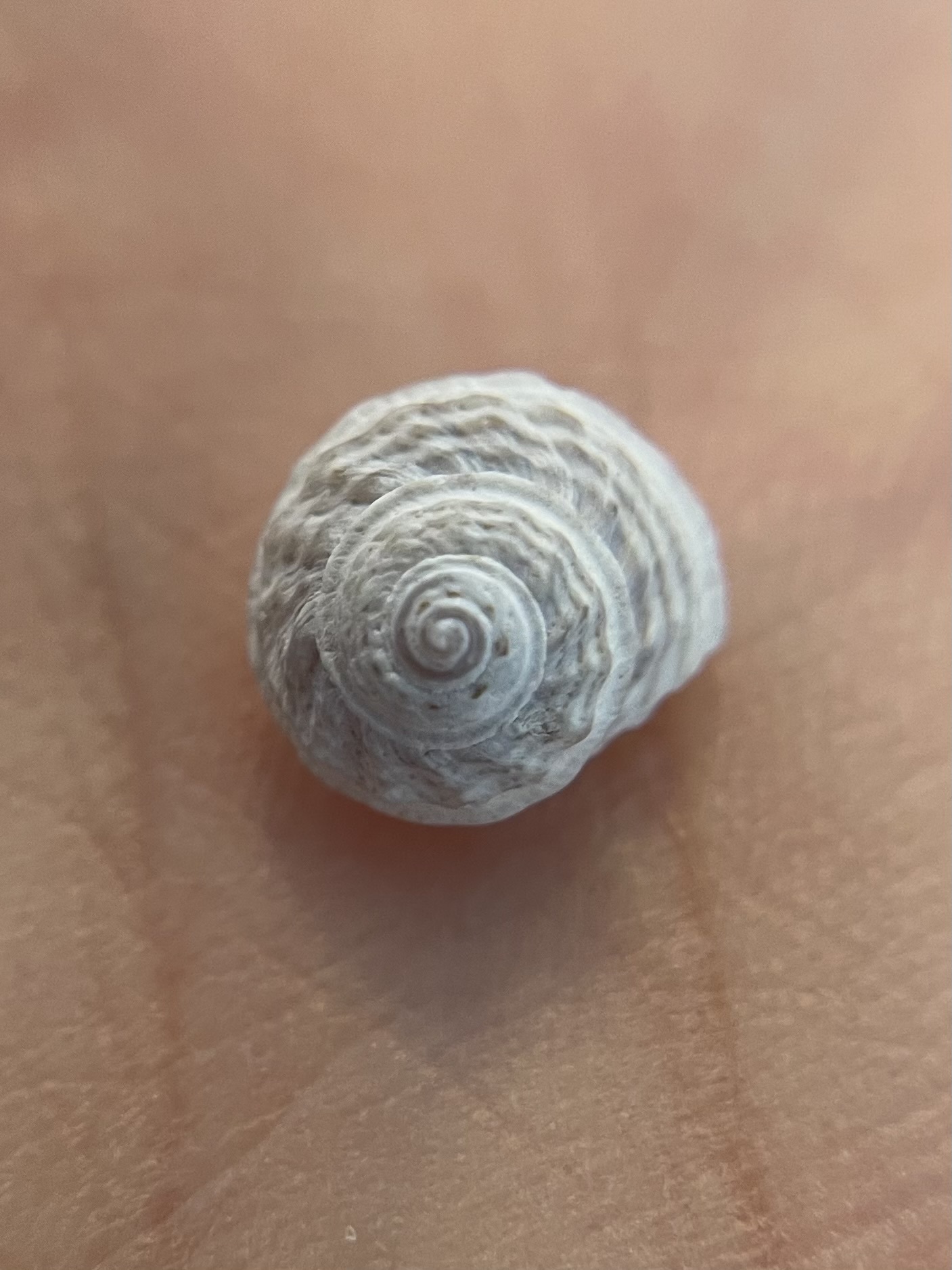 Modulus modulus (Linnaeus, 1758)