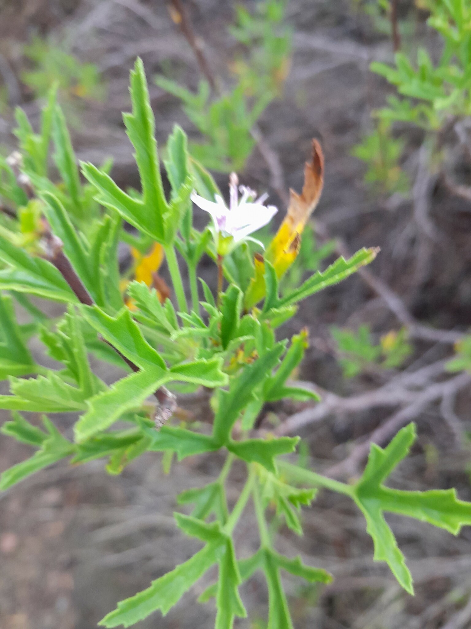 Pelargonium scabrum (L.) L'Hér.