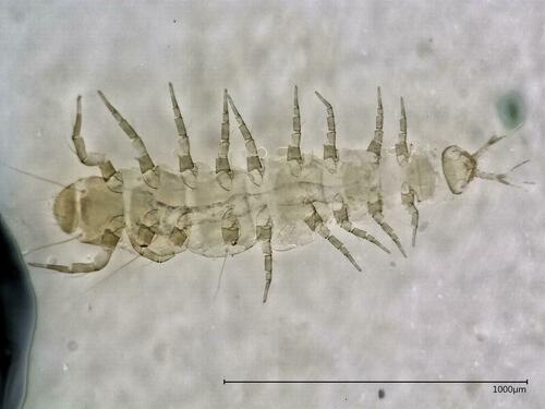 Pauropus huxleyi · iNaturalist Ecuador