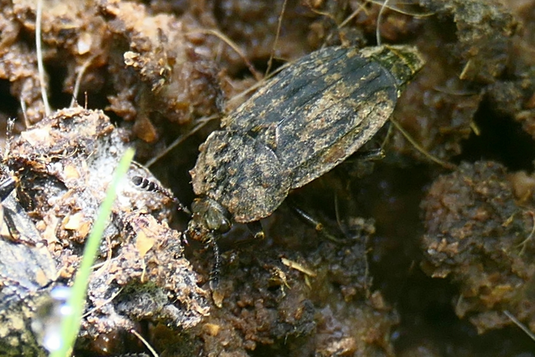 Thanatophilus sinuatus (Fabricius, 1775)