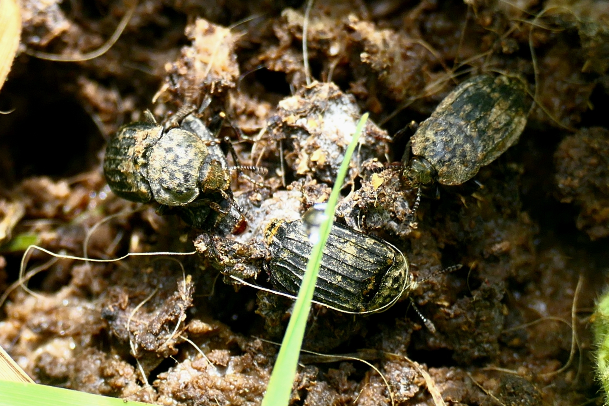 Thanatophilus sinuatus (Fabricius, 1775)