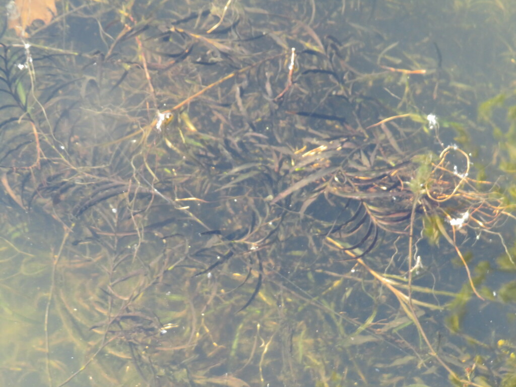 robbins' pondweed from Westborough, MA, USA on May 6, 2023 at 08:48 AM ...