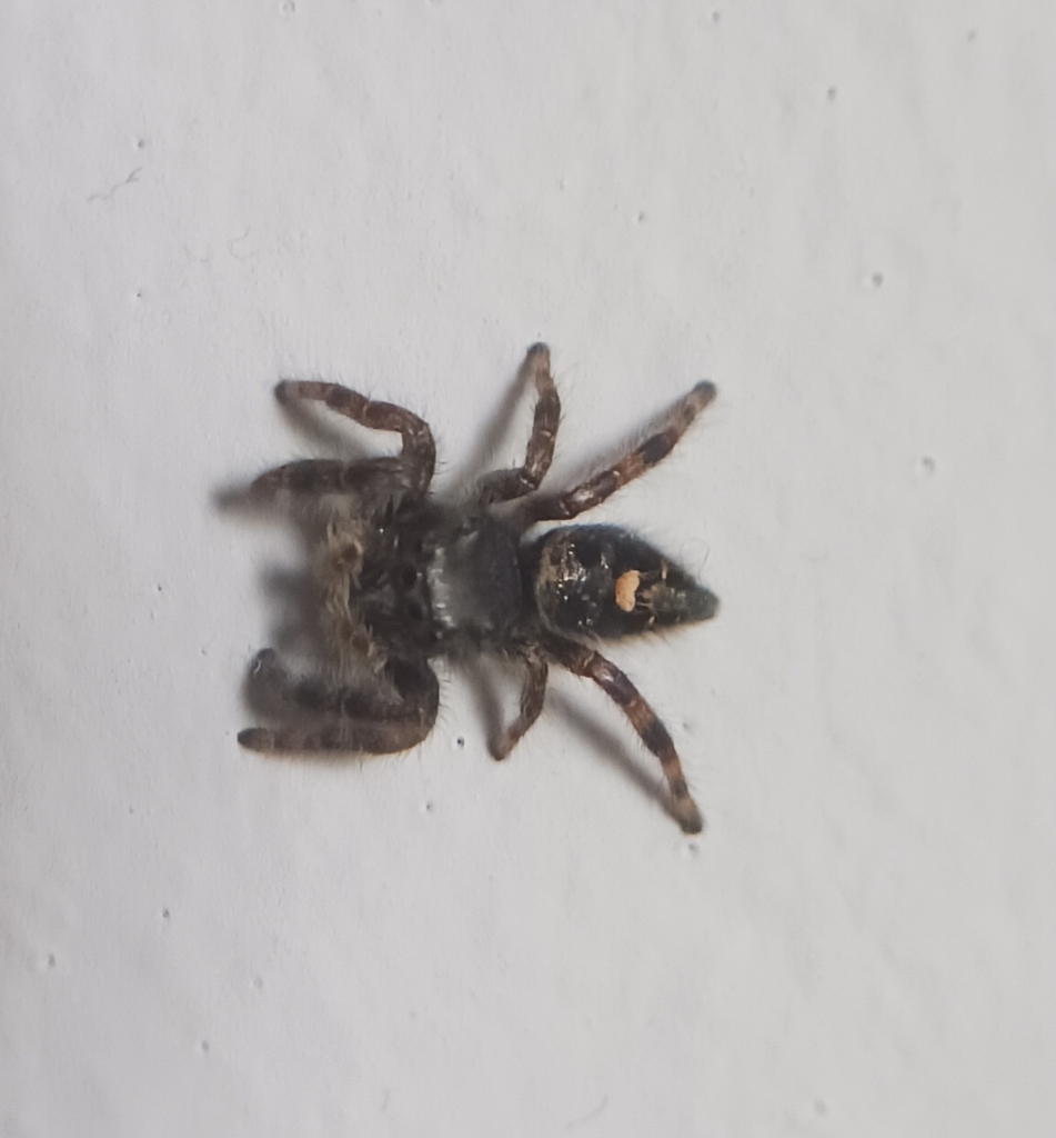 Bold Jumping Spider from Near Northside, Indianapolis, IN, États-Unis ...