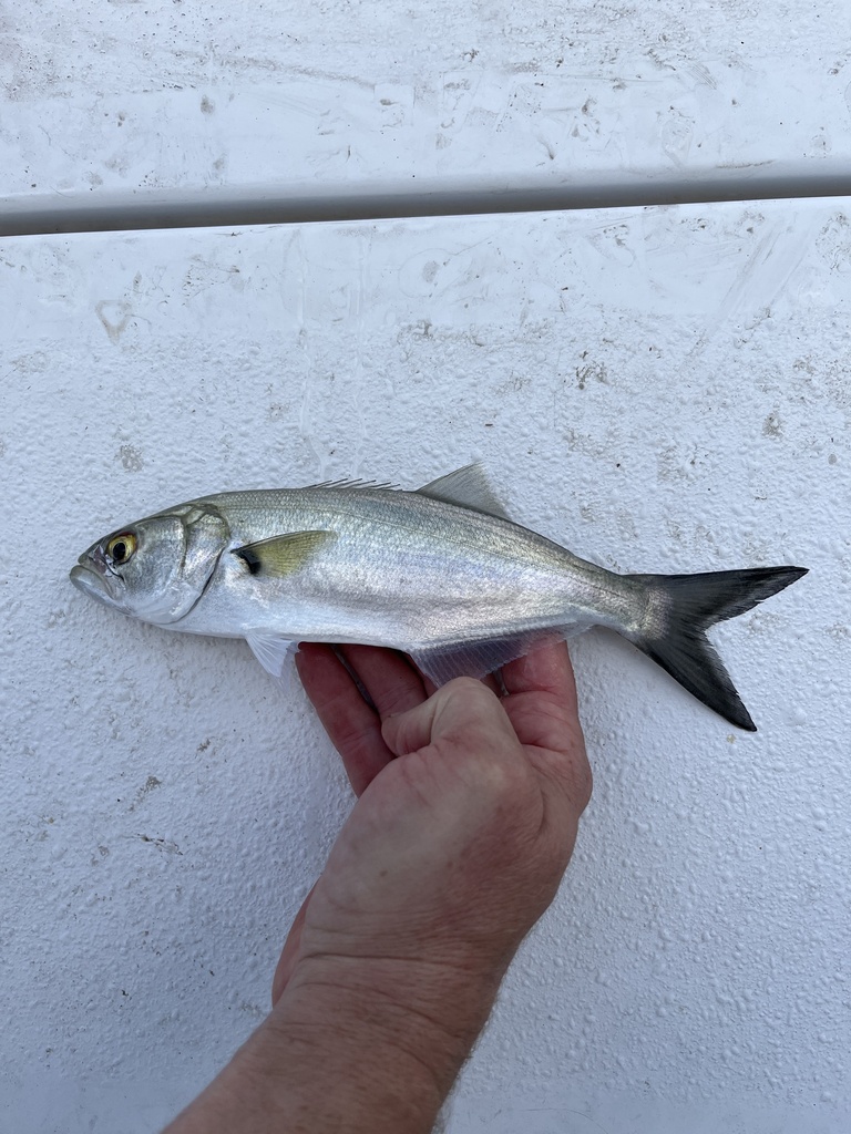 Bluefish from Johns Island, Johns Island, SC, US on May 7, 2023 at 11: ...