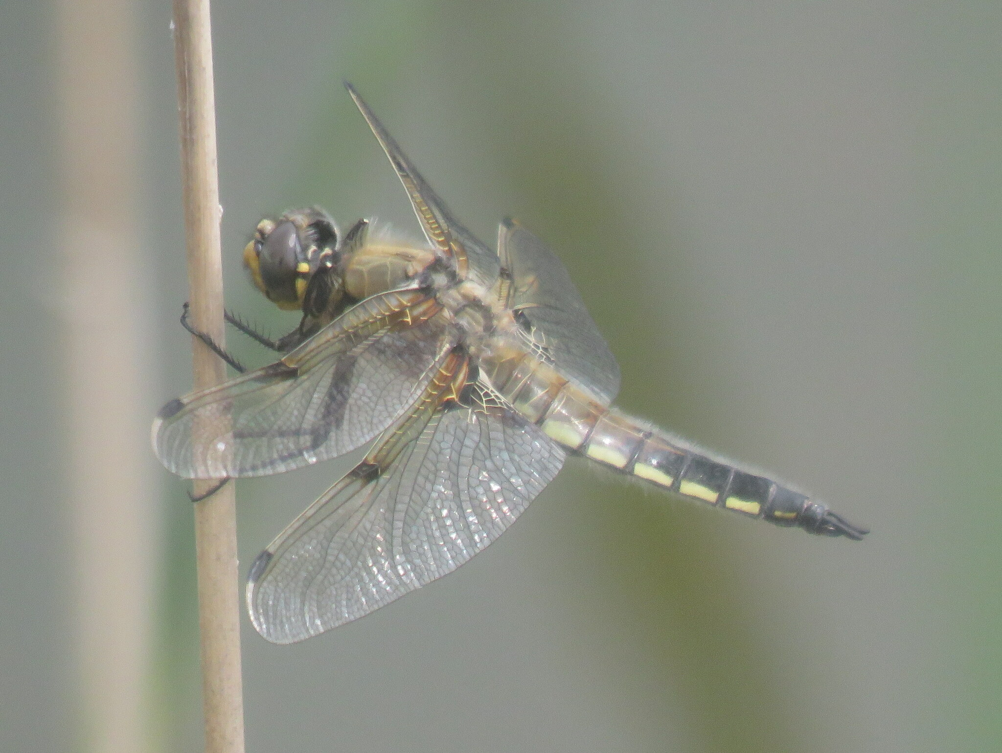 Libellula quadrimaculata Linnaeus, 1758