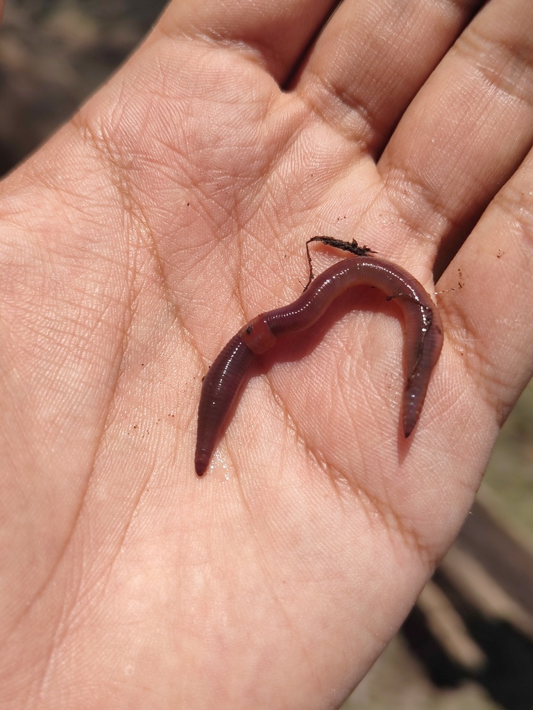 Redhead Worm from Isidro Fabela, Méx., México on April 5, 2023 at 12:11 ...
