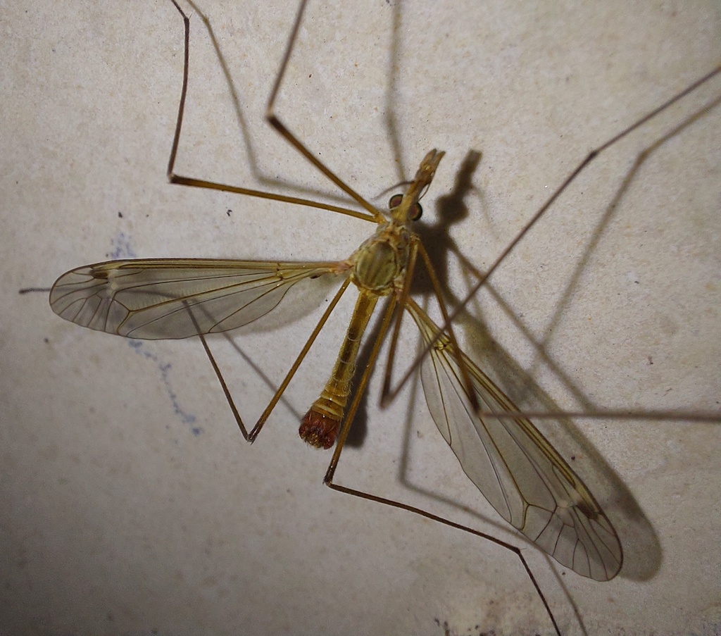 Tipula lunata from Варна, Болгария on May 6, 2023 at 06:28 PM by ...