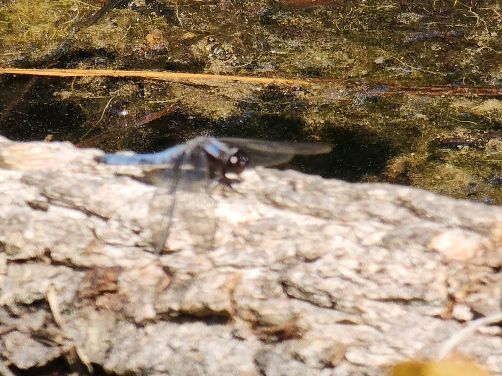 Blue Corporal in May 2023 by tinbird · iNaturalist