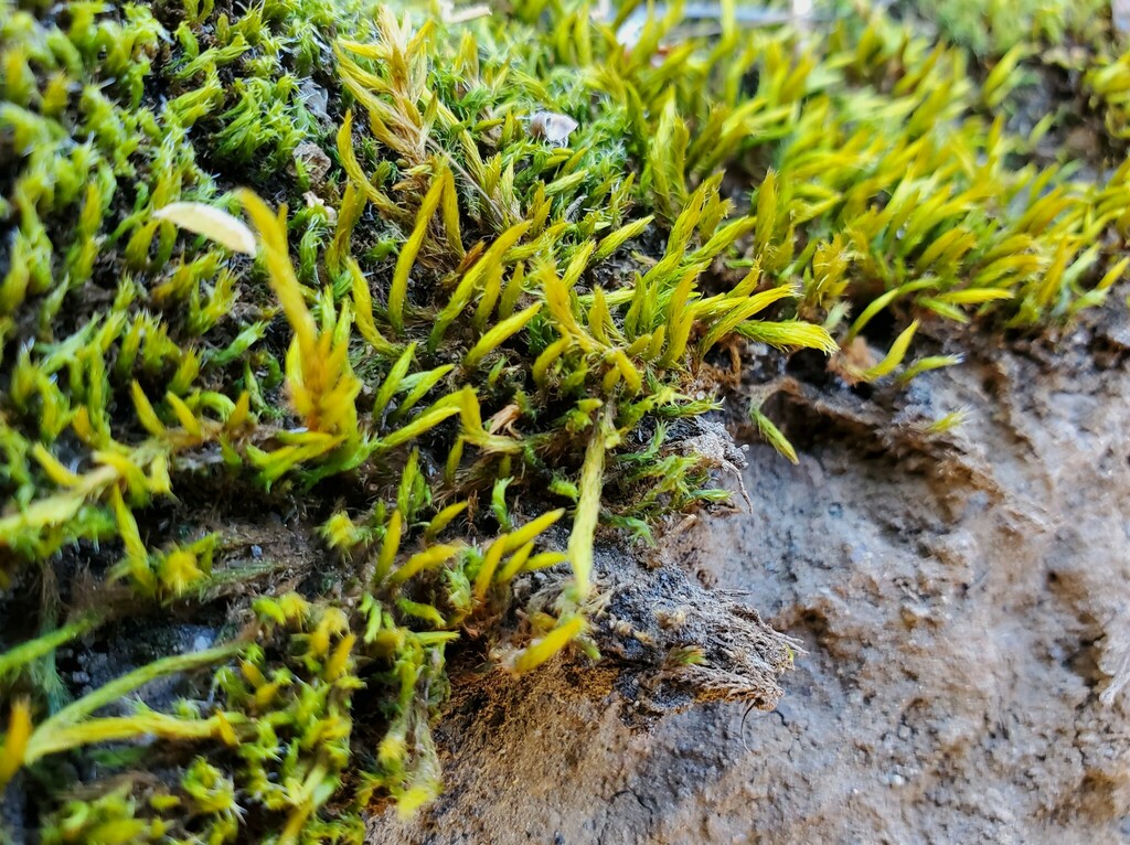 Lateral Cryphaea from Santa Cruz de Tenerife, Spain on April 16, 2023 ...