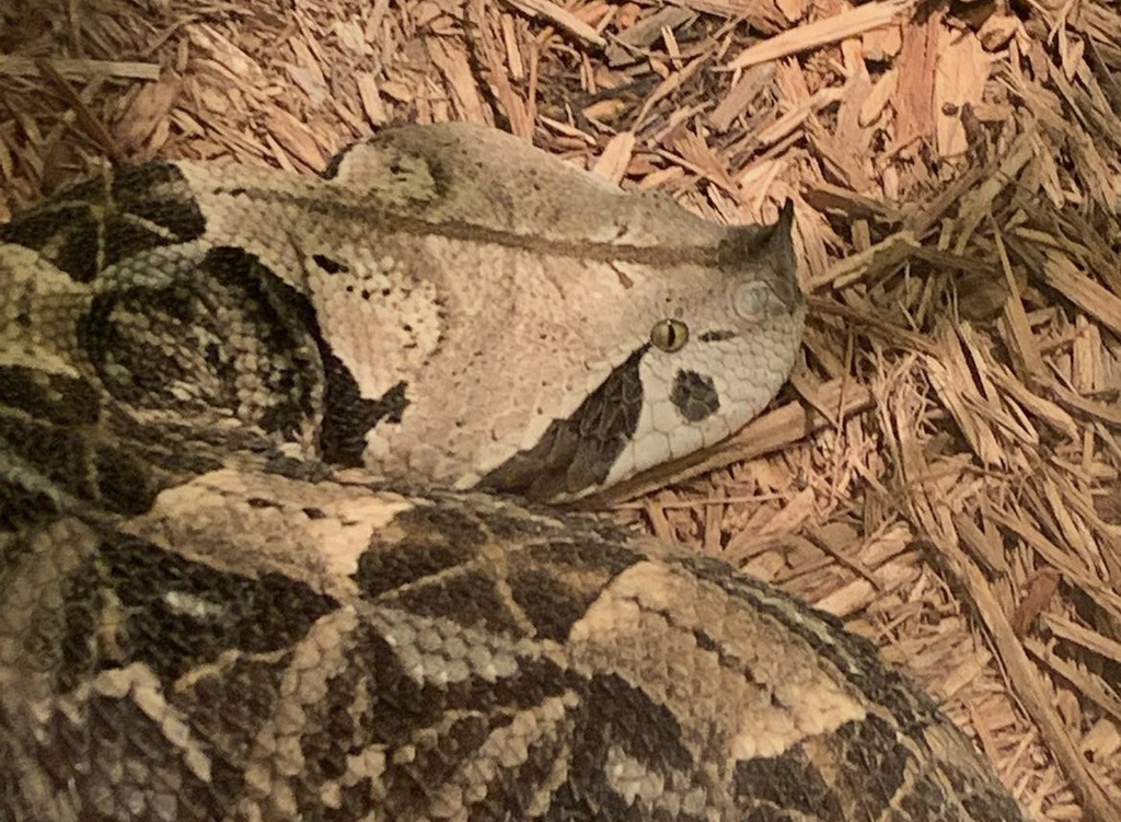 Western Gaboon Viper from Abilene Zoo, Abilene, TX, US on May 6, 2023 ...
