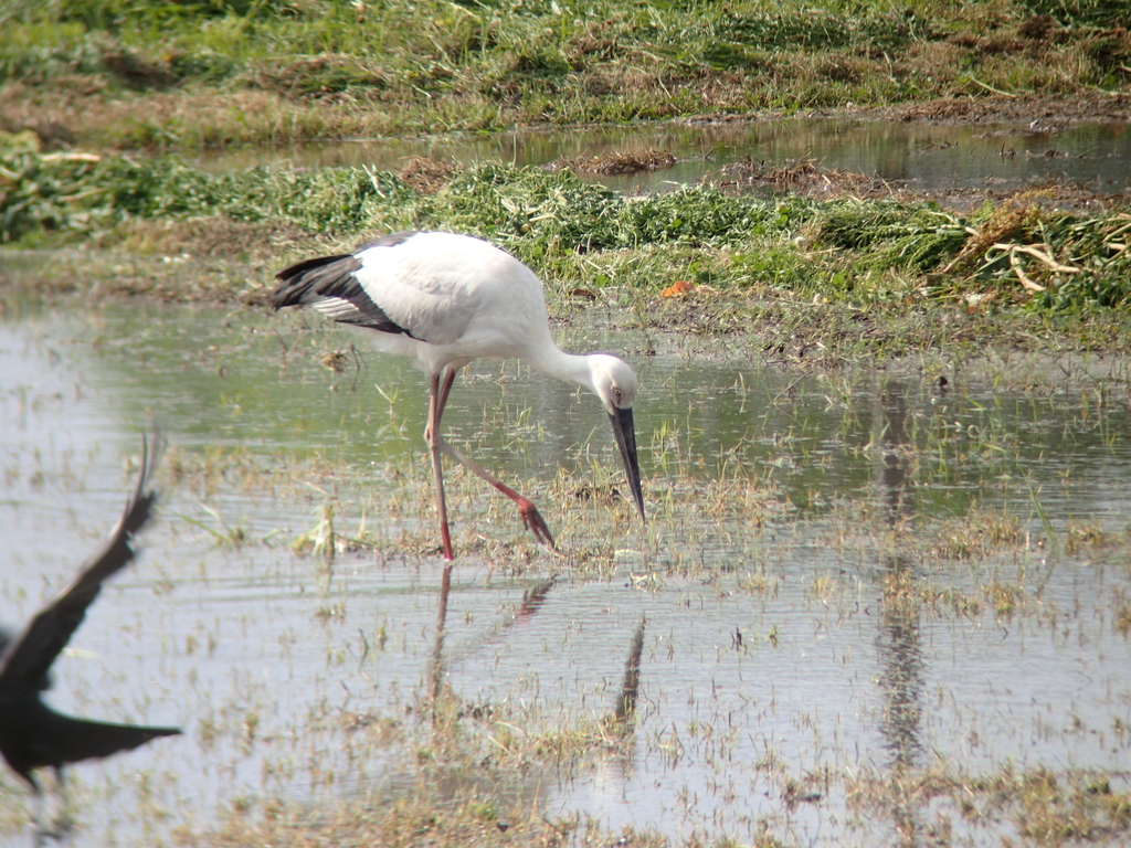 Oriental Stork in May 2023 by hakkahamushi · iNaturalist