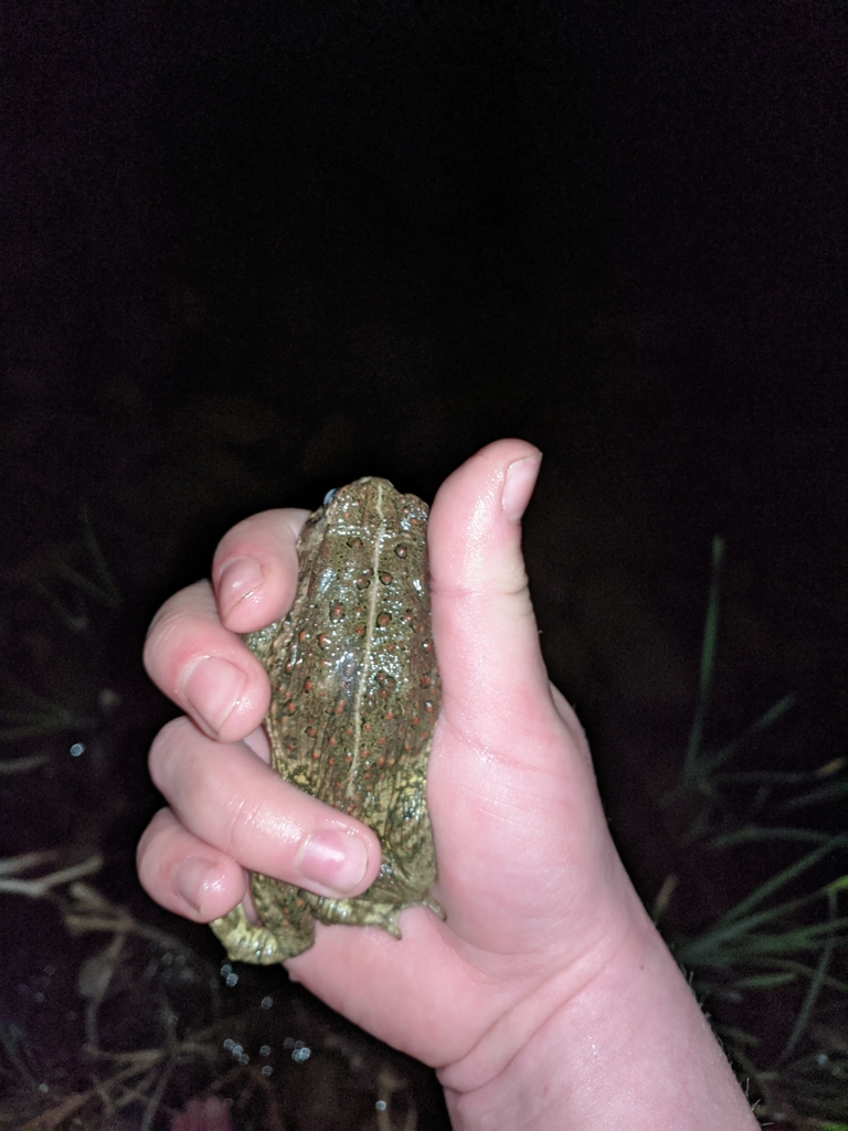 Woodhouse's Toad from CSU Transit Center, Fort Collins, CO 80521, USA ...