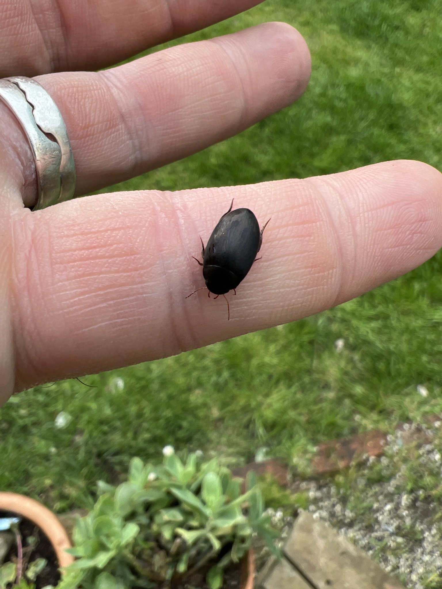 Agabus bipustulatus (Linnaeus, 1767)